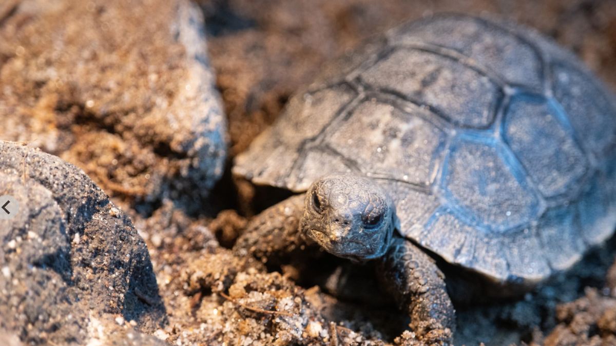 Tortuga de 100 años de la Isla Galápagos se convierte en mamá por ...