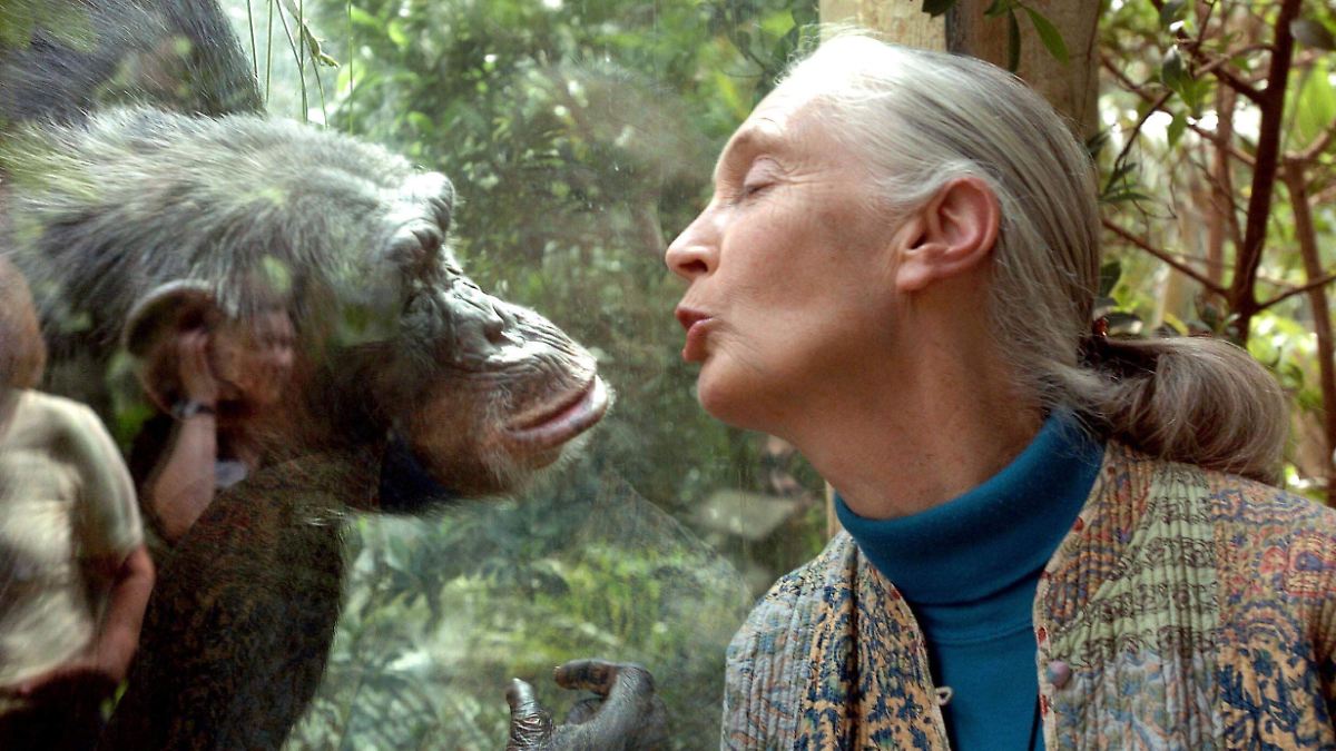 Quién es Jane Goodall, la mujer que cambió la relación de los humanos ...