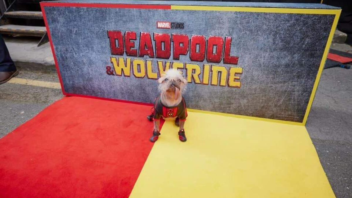 Dogpool, ¿cuál es su historia? - El Sol de Morelia | Noticias Locales ...