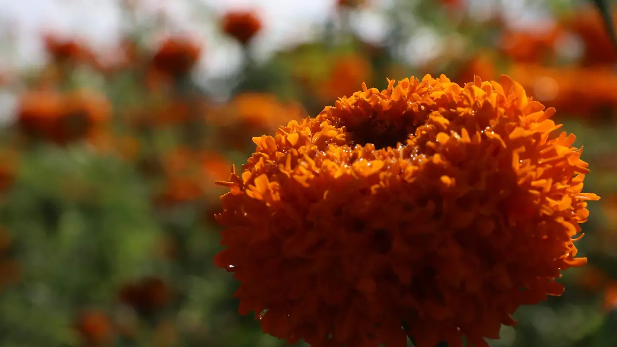 Día de muertos: ¿Cuál es la leyenda de la flor de cempasúchil? - El Sol ...
