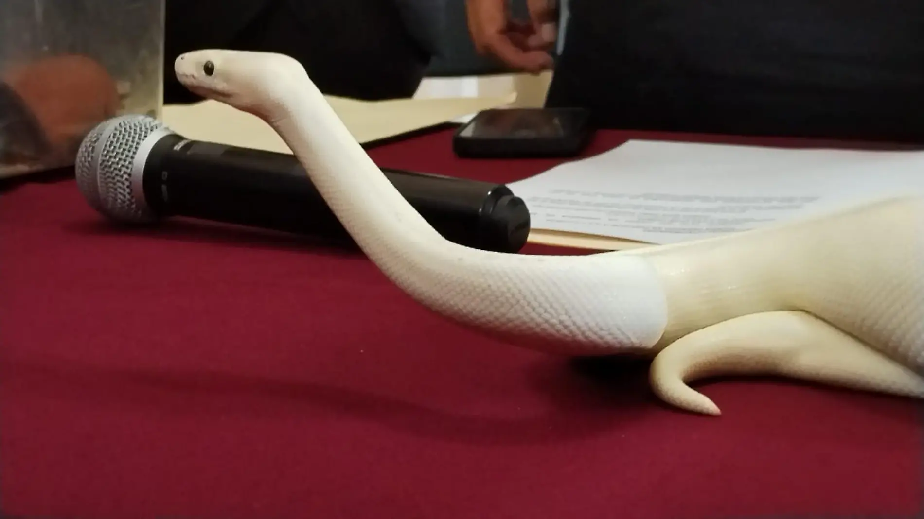 ¿Por qué es importante la lengua bífida para las serpientes? - El Sol ...