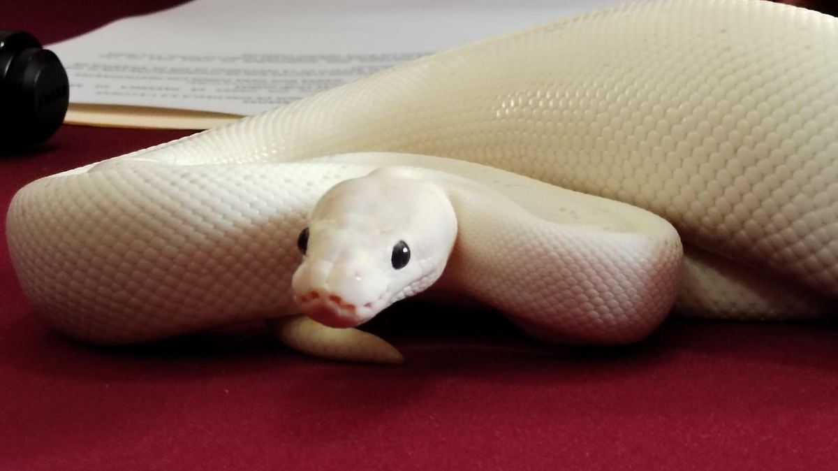 ¿Por qué es importante la lengua bífida para las serpientes? - El Sol ...