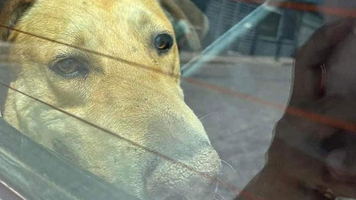 Cobaev de Nogales: ¿Qué paso con el perro “Cobacho”? - El Sol de ...