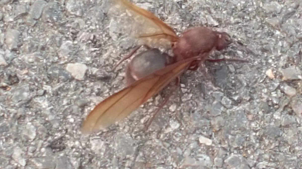 ¿Qué son las chicatanas y cómo se comen? - El Sol de Orizaba | Noticias ...