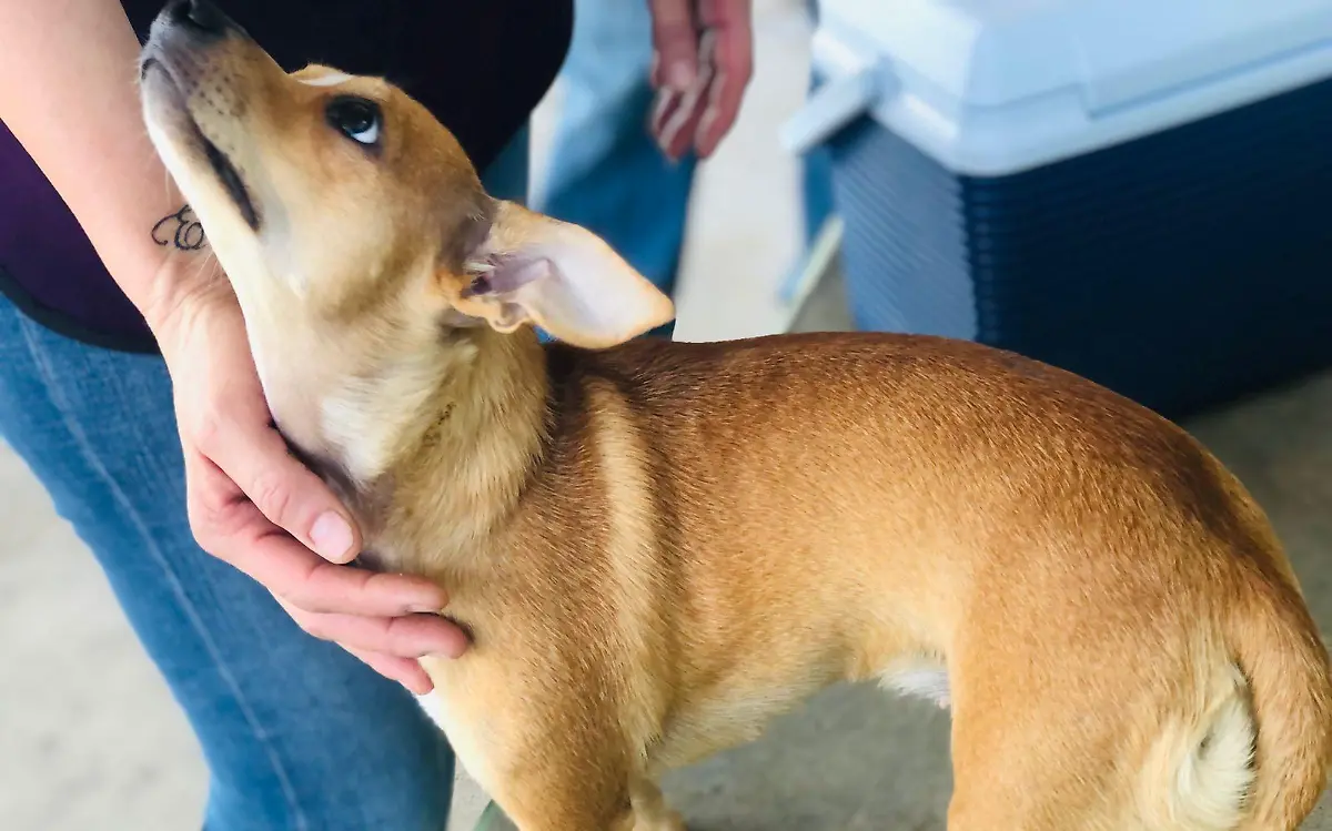 ¿Cuál es la raza calupoh, el perro lobo 100% mexicano? - El Sol de ...