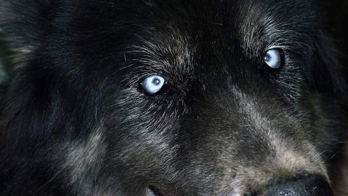 ¿Cuál es la raza calupoh, el perro lobo 100% mexicano? - El Sol de ...