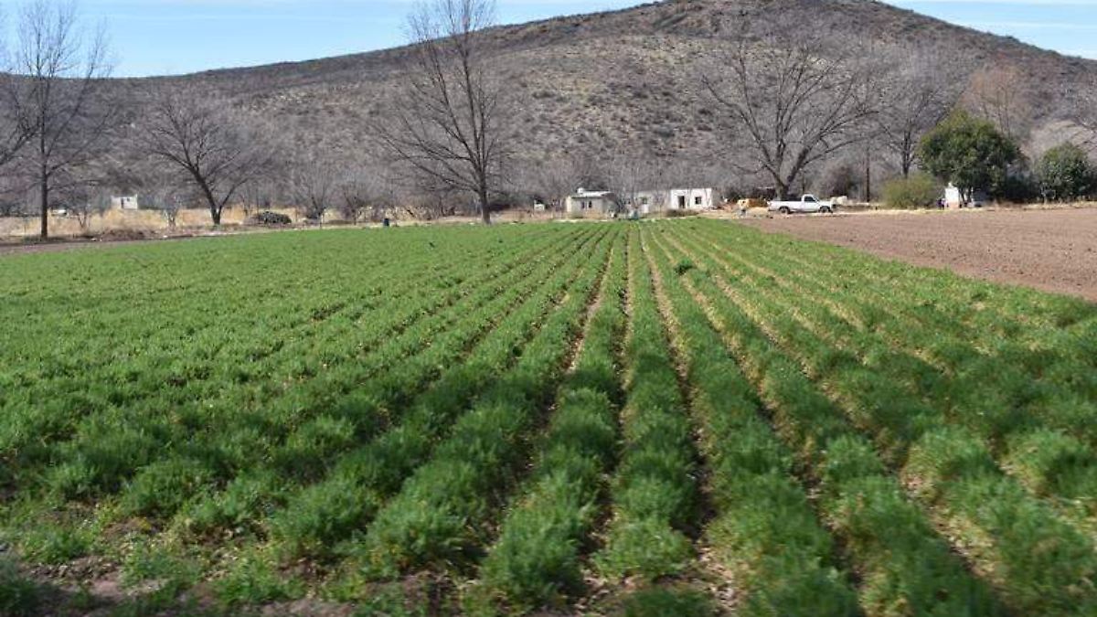 Productores ven más viable la siembra de chile árbol que de cebolla ...