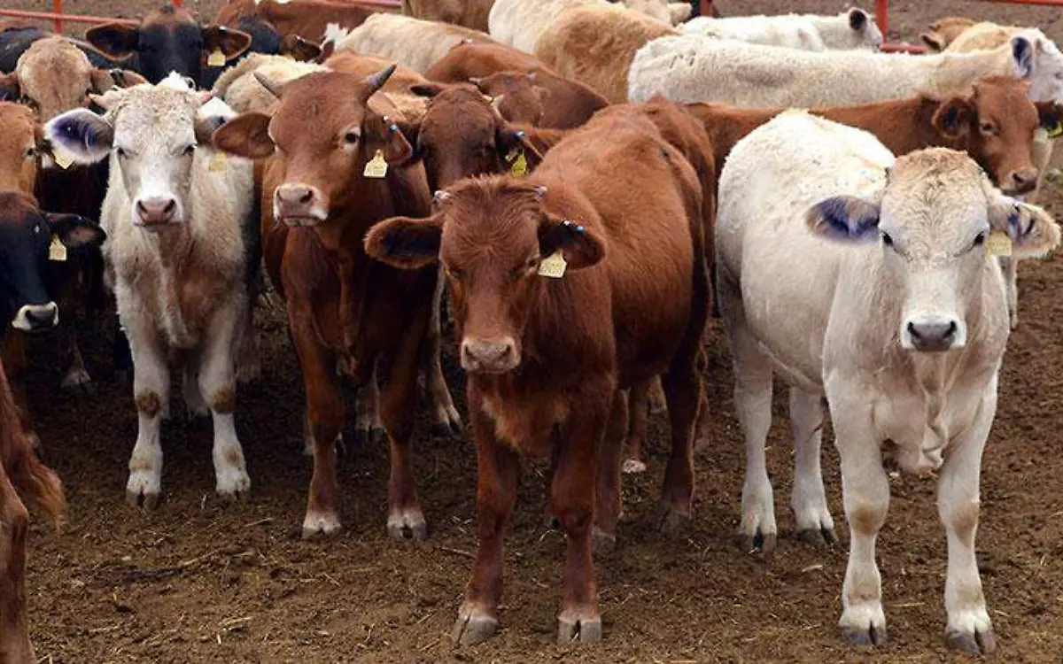 Bajará producción de becerros de exportación a comparación de 2019 ...