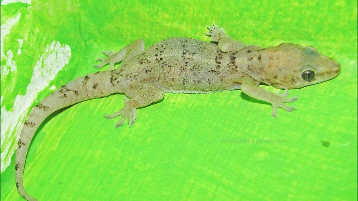 La cuija, el reptil que no sabías que necesitabas en tu hogar - El Sol ...