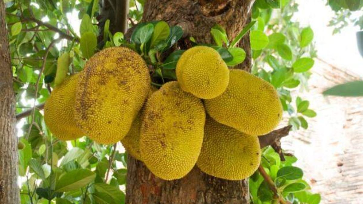 Jaca, la fruta más grande del mundo que se cultiva en Puebla y fue ...