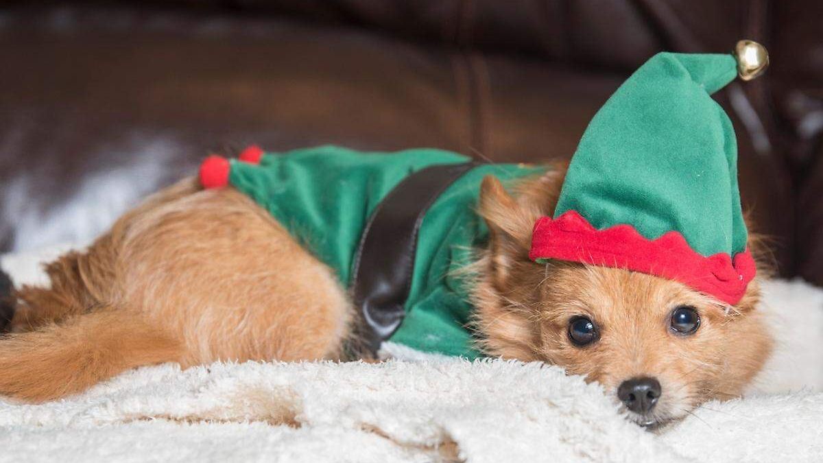 ¡Llévate a tu perrito a la posada! Conoce el evento pet friendly en ...