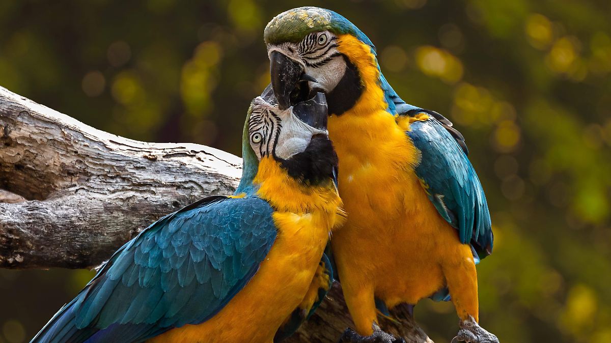 Humanos y animales coinciden: el “canto más bonito” también nos ...