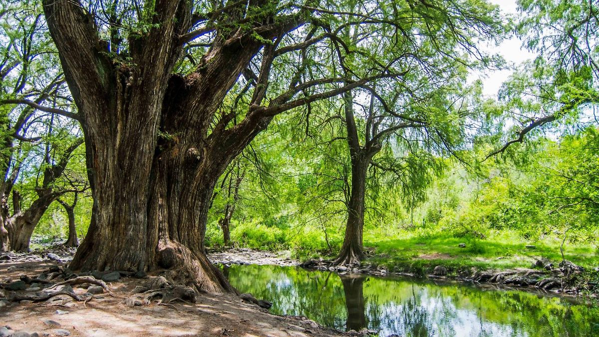 Los Sabinos, recinto natural en Pedro Escobedo - El Sol de San Juan del ...