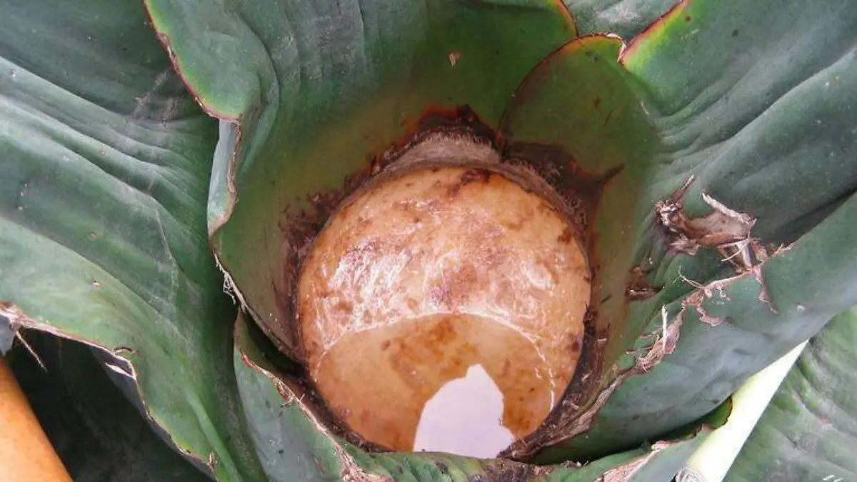 5 pulquerías para visitar en SLP y Mexquitic - El Sol de San Luis ...