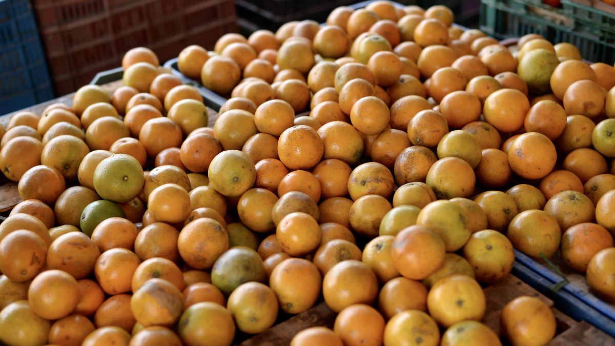 SLP tercer lugar en producción de naranja en todo el país - El Sol de ...