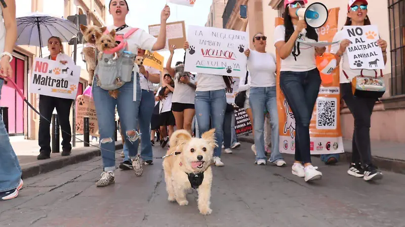Denuncian violencia creciente contra animales tras asesinato de Laika y ...