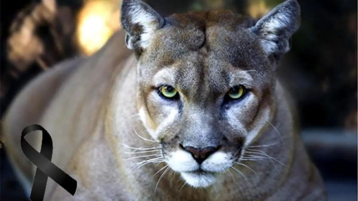 Puma oriental norteamericano, se incluye a lista de animales extintos ...