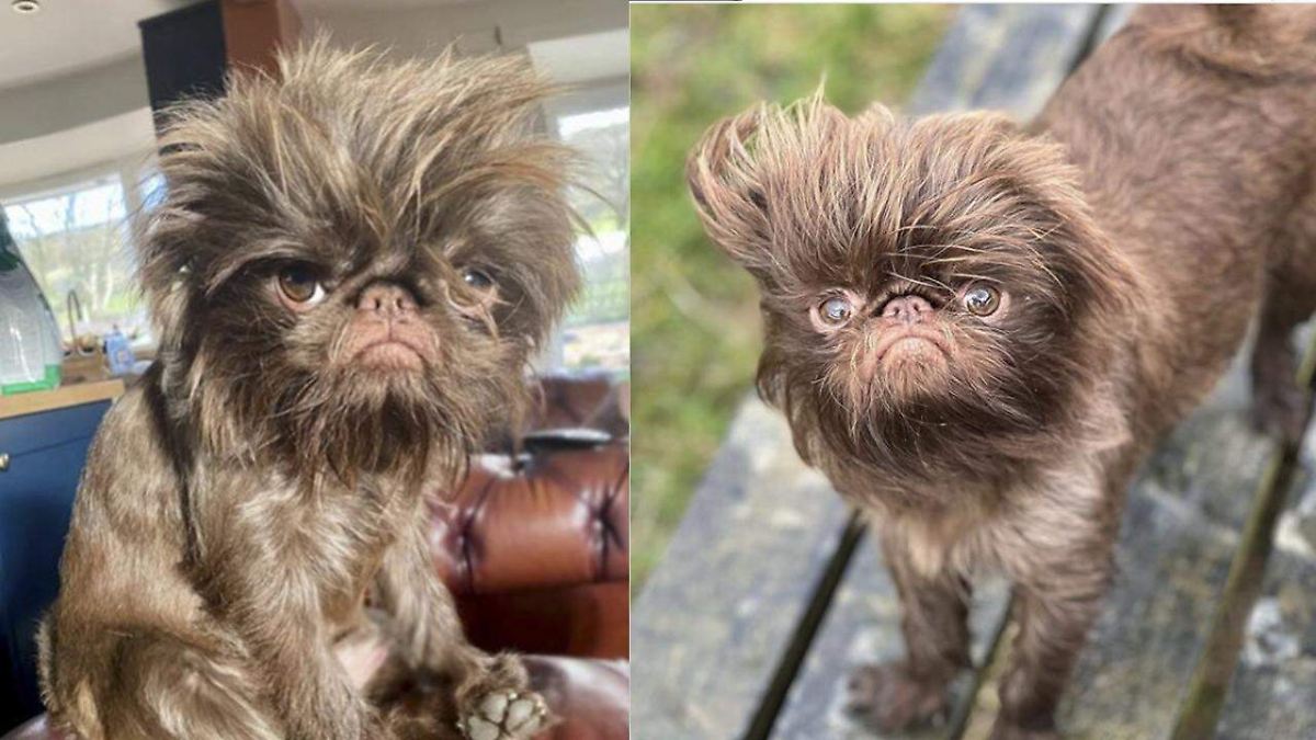 Proshka, el perrito gruñón que se hizo viral por parecer un gremlin ...