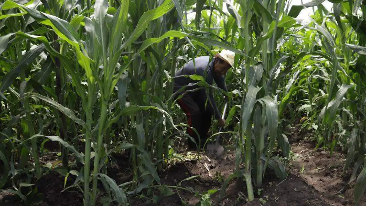 ¿De dónde obtiene sus colores el maíz y por qué eran tan importantes ...