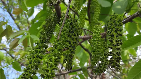 Imágenes De árboles De Nuez Nogal (Nogal Chandler) | Planta A