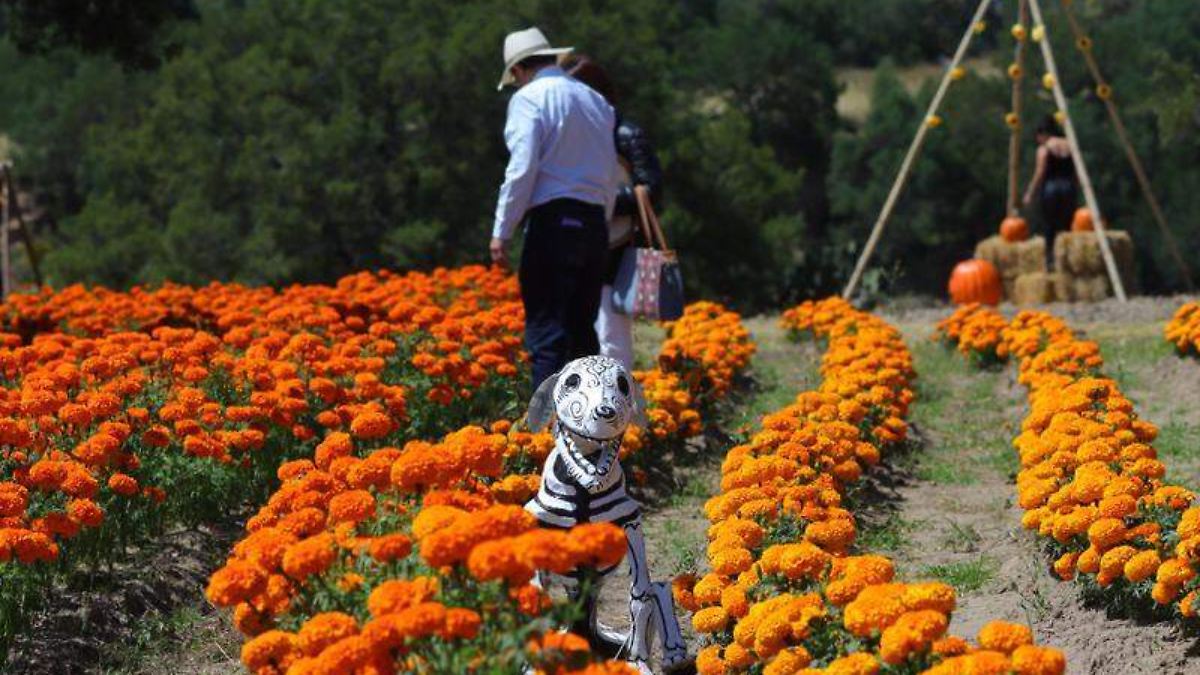 Lo que debes saber sobre “Santum”, el nuevo fotoparque de cempasúchil ...
