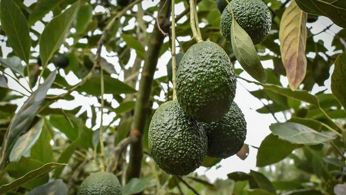 Amagan transportistas con realizar movilizaciones en Edomex - El Sol de ...