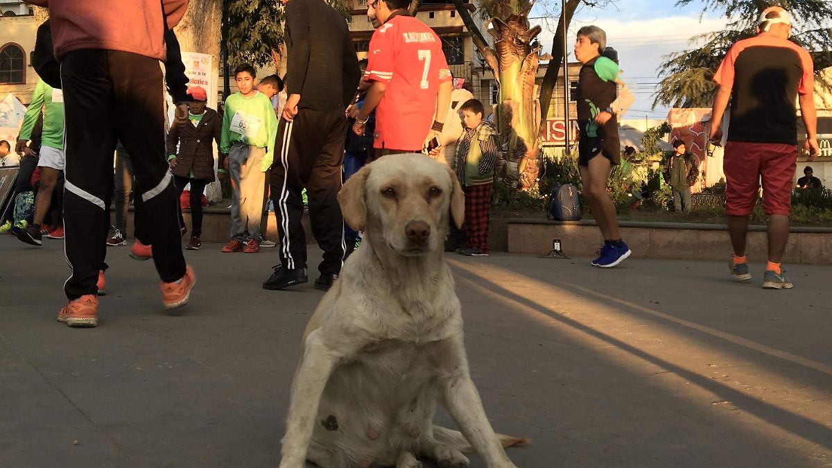¿Por qué les dicen Firulais a los perros callejeros? - El Sol de Toluca ...