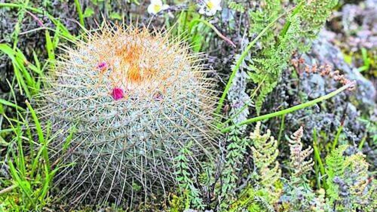 ¿Cuál es la flora y fauna de Hidalgo? Descubre cuáles son las especies ...