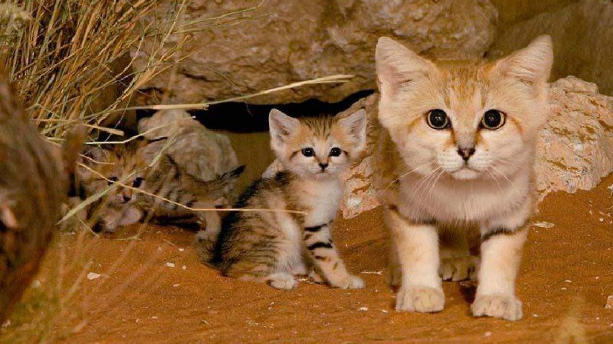 Gato de las arenas; un felino poco conocido y en peligro de extinción - El Sol de Zacatecas ...