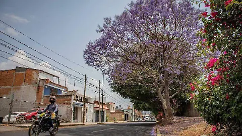 Tatuaje De árbol De Jacaranda Jacarandas En La Cdmx Llega La