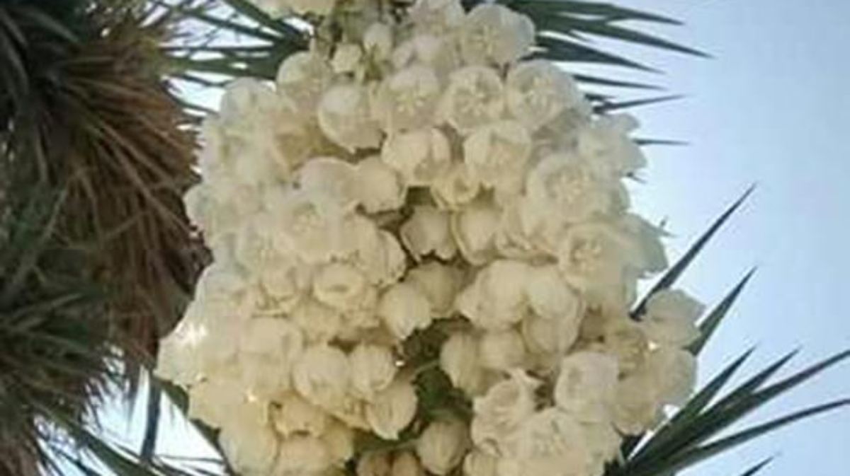 Datilillo, la planta medicinal por excelencia de los sudcalifornianos ...