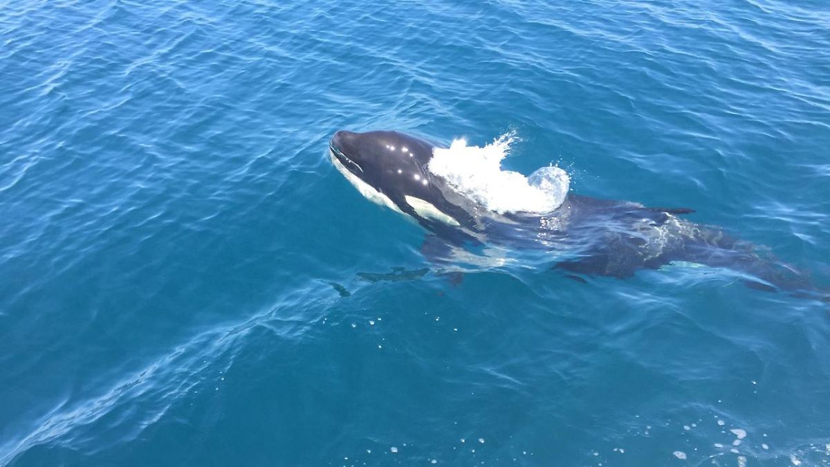Nadar con orcas en México ya es posible; en La Paz ponen las reglas ...