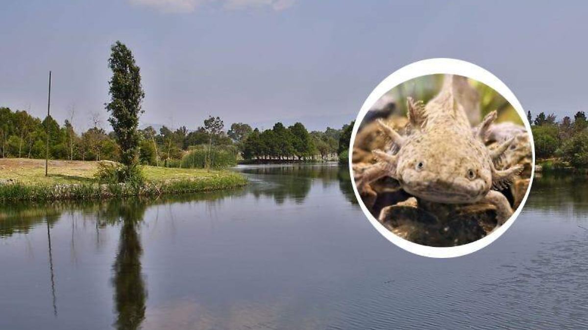 Xochimilco celebra a los ajolotes y humedales con un festival cultural ...