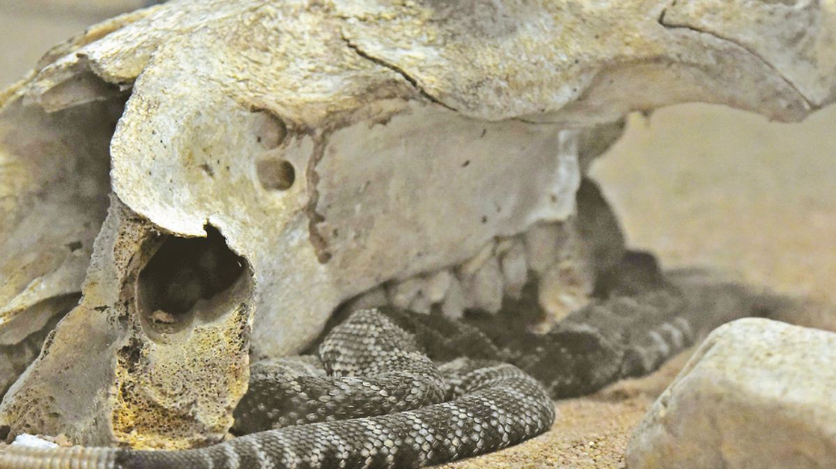 Aparición de reptiles en la ciudad aumenta hasta 80% en verano: Bosque ...