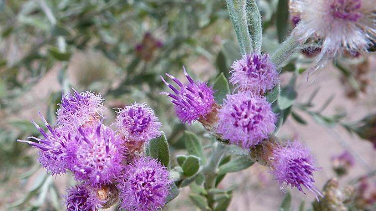 ¿Porqué a los mexicalenses se les conoce como “cachanillas”? - La Voz ...