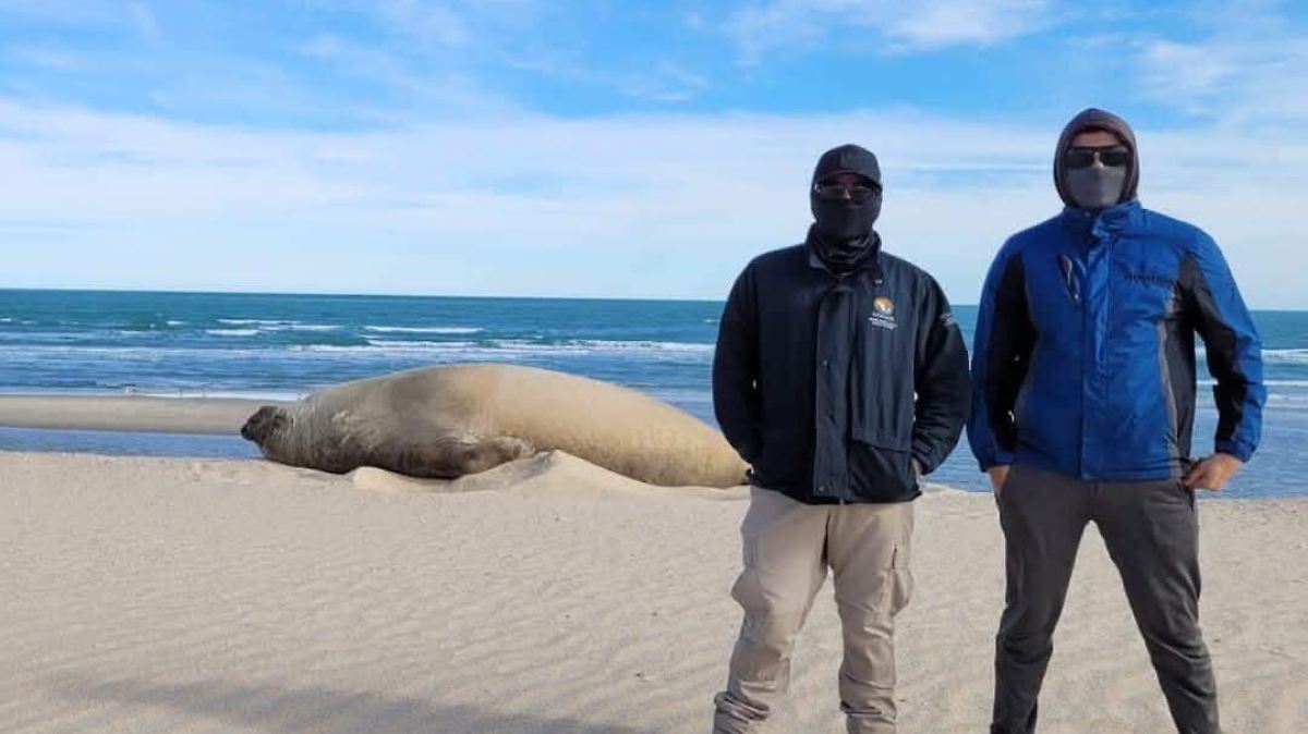 Desde La Patagonia, Panchito el Cortés regresa a las playas de la ...